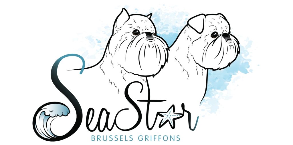 Puppies – SeaStar Brussels Griffons